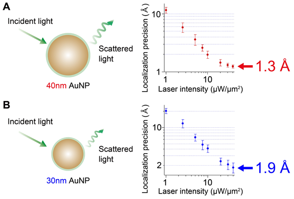 Gold nanoparticle microsecond tracking with atomic-level localization ...